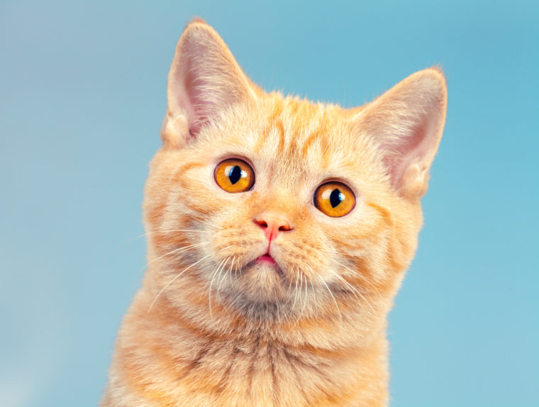 Has my cat been poisoned? Symptoms-Causes-Treatment - Little Miss Cat