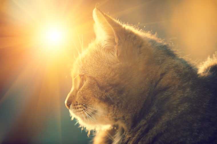 Reiki for cats: everything you need to know - Little Miss Cat