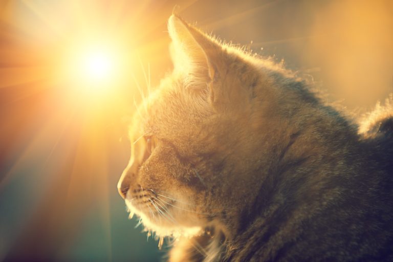 Reiki for cats: everything you need to know - Little Miss Cat