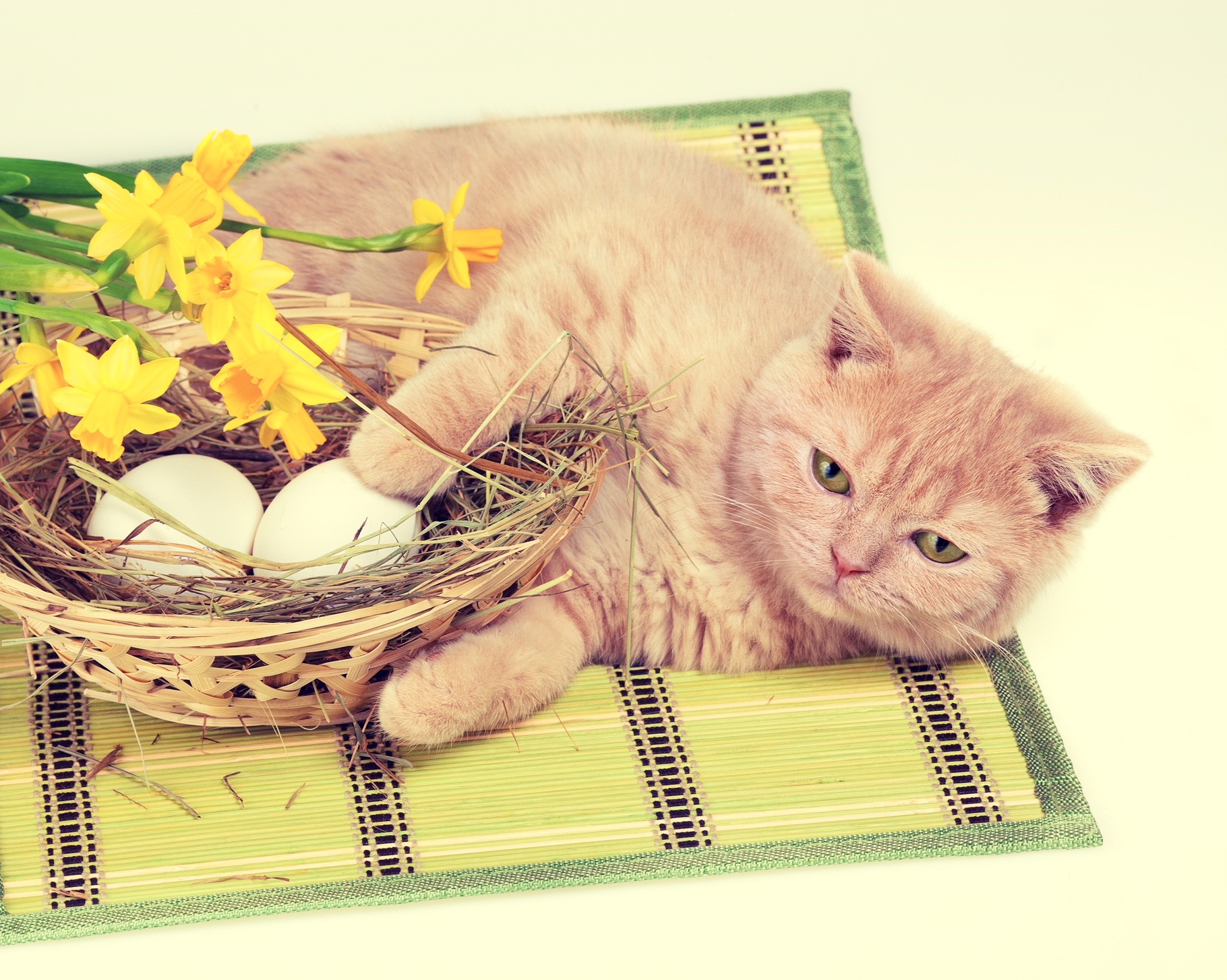 How to celebrate Easter with your cat - Little Miss Cat