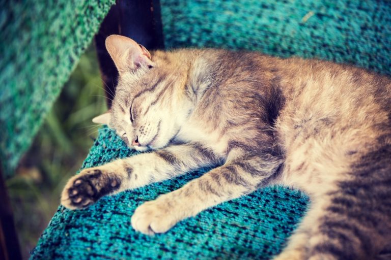 Best toys for an older / senior cat - Little Miss Cat