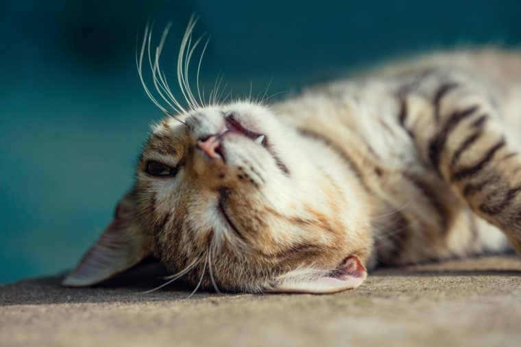 What is a Tomcat? And 9 other Tomcat questions answered - Little Miss Cat