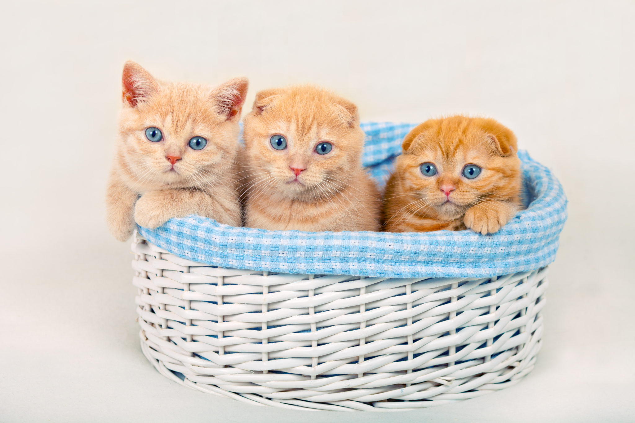 Little Miss Cat - Tips for cat owners