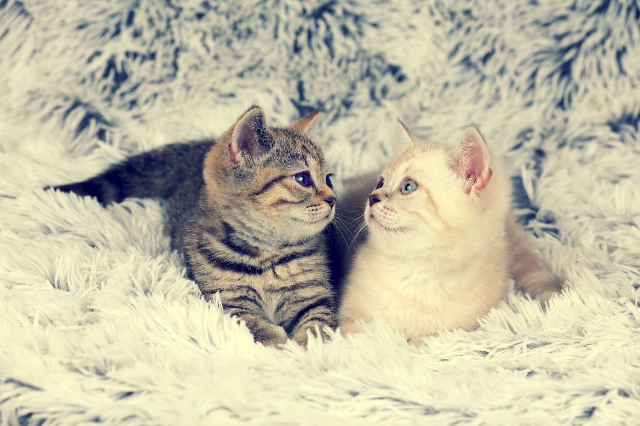 Welsh names for cats! And their meanings! Enwau Cymraeg i gathod ...