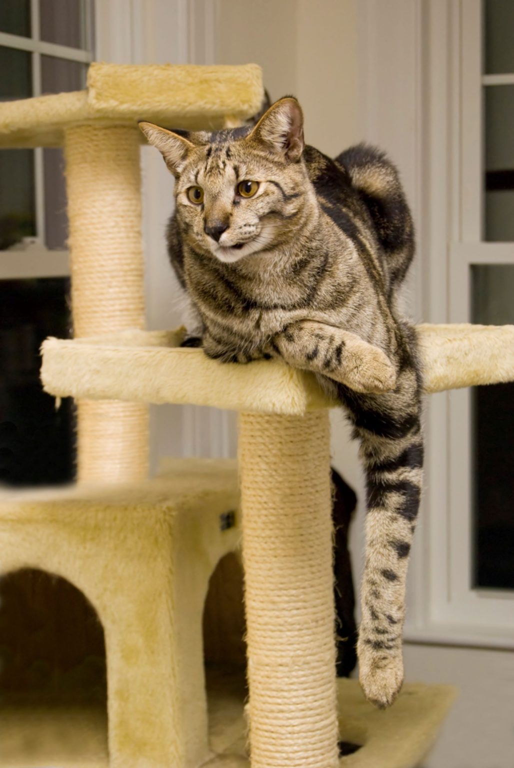 Little Miss Cat - Tips for cat owners